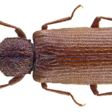 Woodworm Beetle, Types of Wood Beetles - Heritage Timber Care